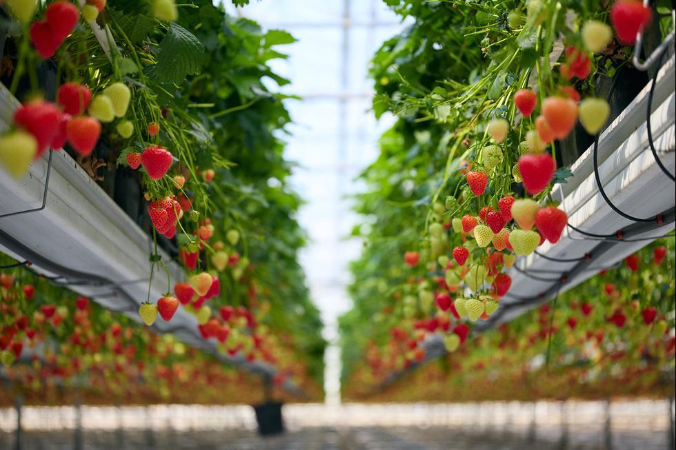 The Summer Berry Company begins year-round British strawberry ...